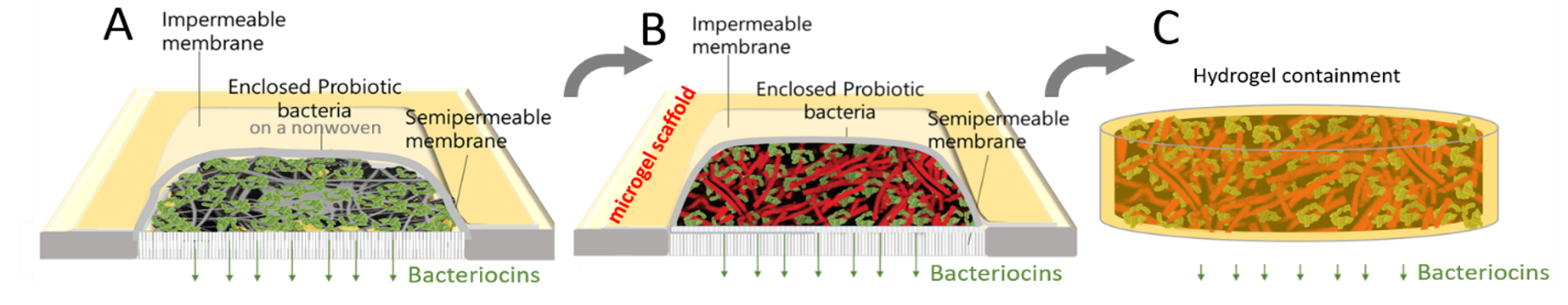 ProbioGel as Adaptive Living Skin and Wound Therapeutics - SPP2451